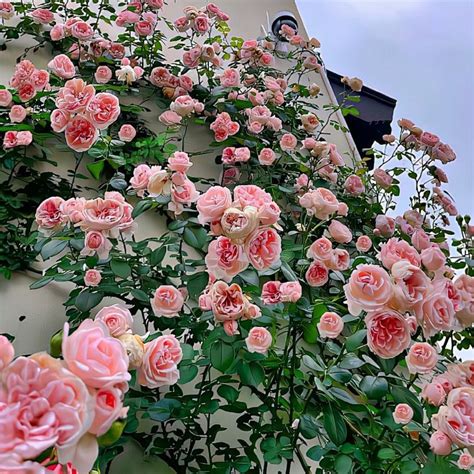 春天氛围感背景图