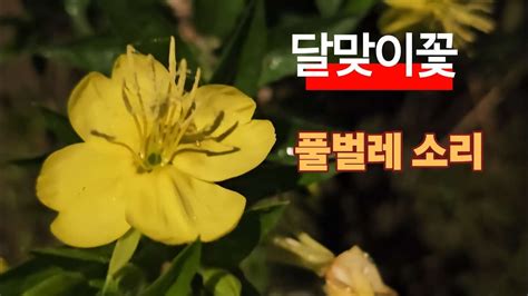 시골 밤의 정겨운 풀벌레 소리 달맞이꽃 자연의소리 Youtube