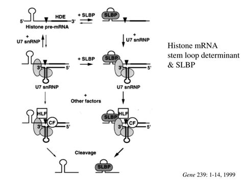 Ppt Stability Of Mrna Powerpoint Presentation Free Download Id564030