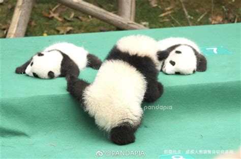 高萌！成都熊猫基地2017年新生大熊猫集体亮相（多图）