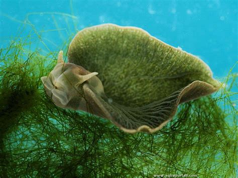 Elysia Chlorotica Elysie émeraude
