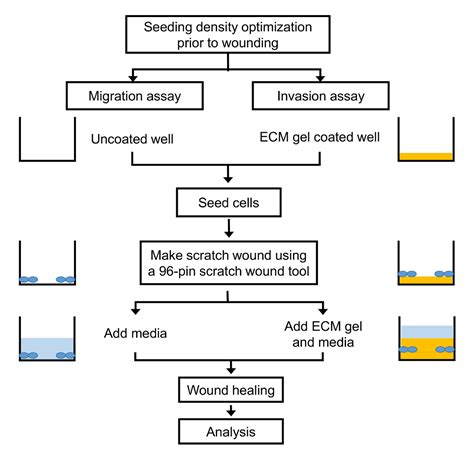 A Simple Migration Invasion Workflow Using An Automated Live Cell Imager