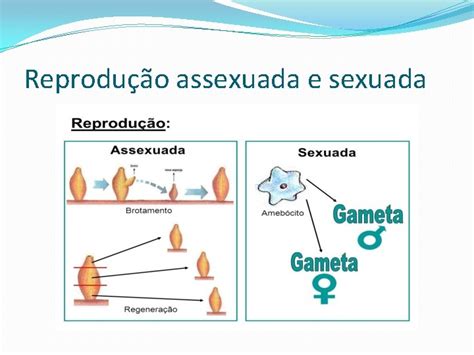 Cincias 8 Ano Reproduo Assexuada E Sexuada Reproduo