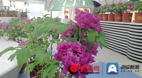 非遗 牡丹 让市民在牡丹花香中感受非遗的魅力 中国牡丹之都