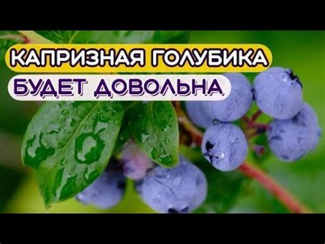 Подготовка грунта для посадки голубики #дачасадогород - YouTube