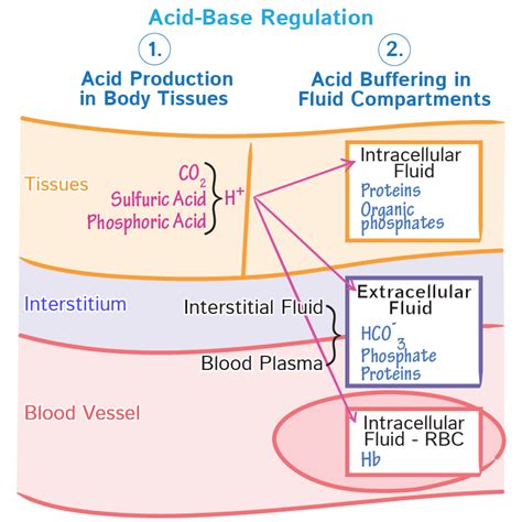What Is A Major Chemical Buffer System Of Blood Maudie Brown Coiffure