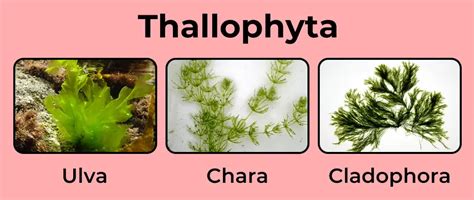 Thallophyta Geeksforgeeks