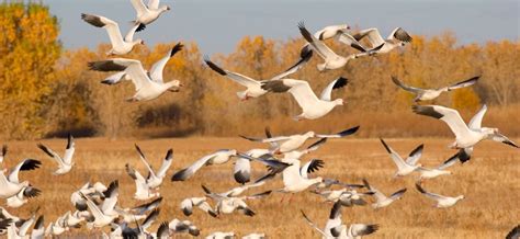 Enhanced Reliability And Security For IBM Cloud Load Balancer IBM Blog