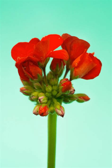 Stehende Geranie - Pelargonium Zonale in Sorten günstig kaufen