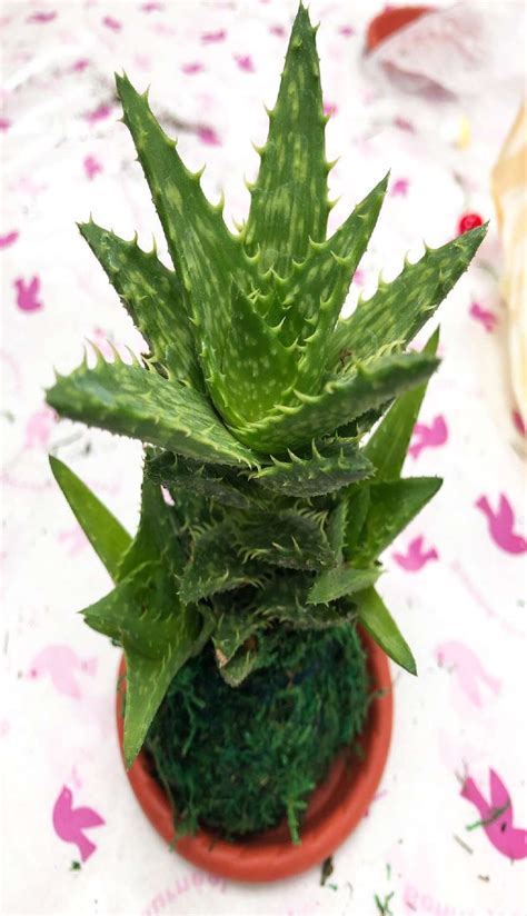 多肉植物苔球手作體驗活動日期2019 09 22 BeClass 線上報名系統 Online Registration Form