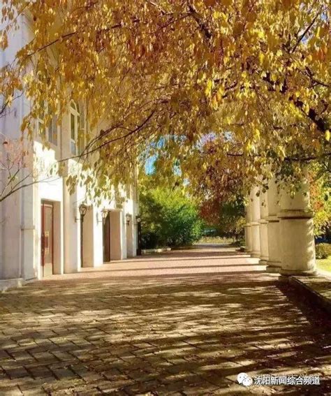 校园的秋天秋天的秋天的枫叶第7页大山谷图库