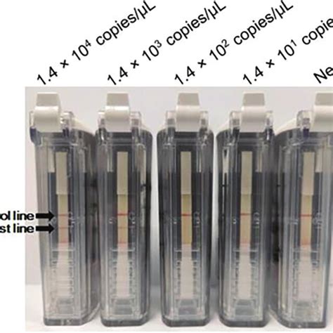The Room Temperature Performance Of The Rpa Vf Us6 Assay The Plasmid