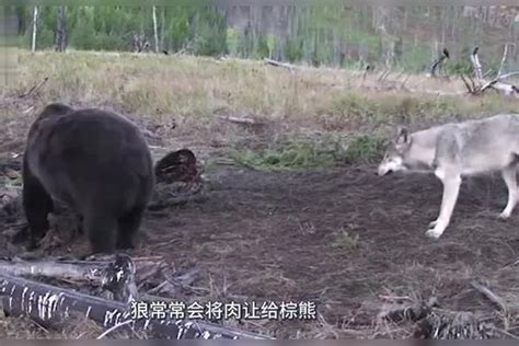野狼群围攻棕熊下一秒场面太混乱了结局惨不忍睹 棕熊 场面 结局