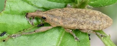 Lixus Lixus Bugguide Net