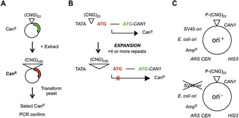 Trinucleotide Repeat Expansions Catalyzed By Human Cell Free Extracts Cell Research
