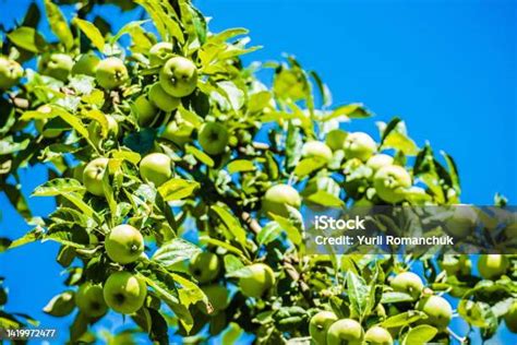 익은 녹색과 빨간 사과 과수원 익은 제방 사과 어린 사과 나무 익은 과일 수확 녹색 사과와 나뭇잎 사이의 가지에 빨간색 건강