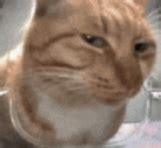 S De Cat Memes Tenor