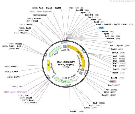 Pgl4 27[luc2p Minp Hygro] Sequence And Map