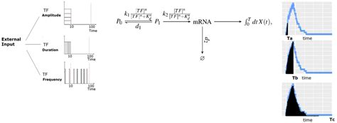 The Model An External Stimulus Is Encoded In The Pulse Duration