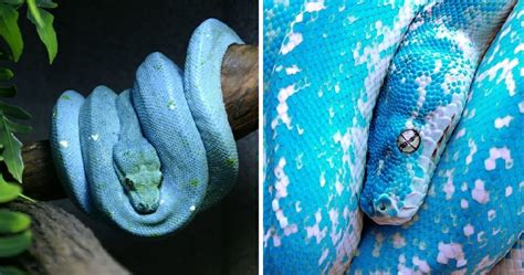 The Worlds Most Expensive Snake Is A Rare Green Tree Python That Costs