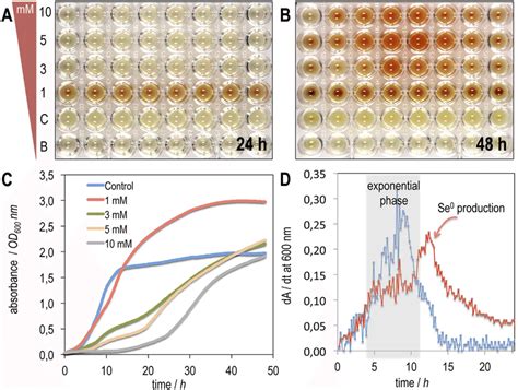 Growth And Selenite Reduction Of P Putida Kt2440 In Lb Broth With