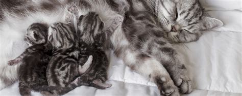 Как узнать пол новорожденного котенка