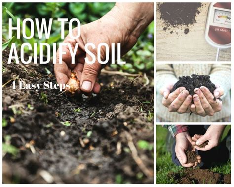 How To Acidify Soil In 4 Easy Steps Gardening For Beginners Planting Herbs Easy Garden