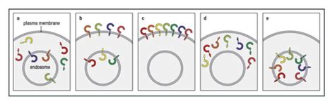 Immunology Exam 1 Quiz Tophat Questions Flashcards Quizlet
