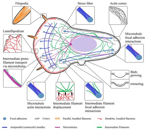Actin Filaments In A Cell