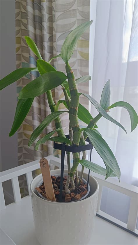 Plant Trellis Modular By Capsel22 Download Free Stl Model