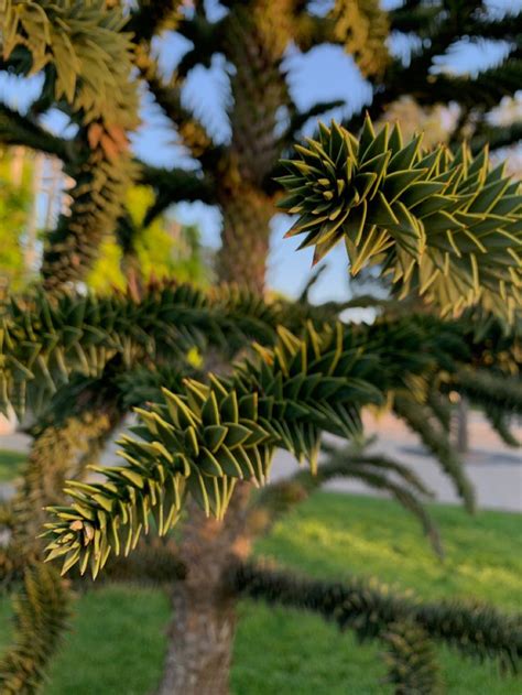 Хвойное дерево Дерево