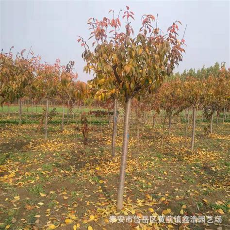 北方常见景观树 北方常见树种 北方常见的昆虫 大山谷图库