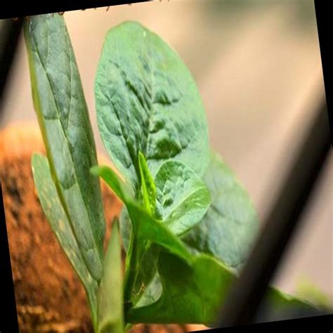 Leaves Object Detection Model V1 2023 09 22 5 27pm By Medicinal Plants