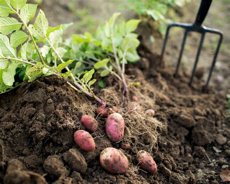 When To Plant Potatoes For A Bumper Crop Homes And Gardens