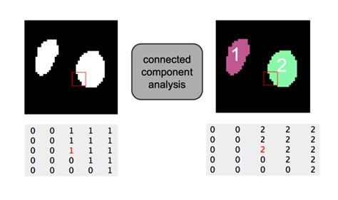 Connected Component Labeling Bioimage Analysis Training Resources