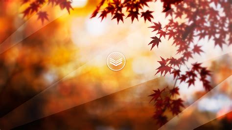 배경 화면 햇빛 포토샵 자연 반사 분기 나무 가을 잎 꽃 식물 시즌 2560x1440 Bas123 61703 배경 화면 Wallhere