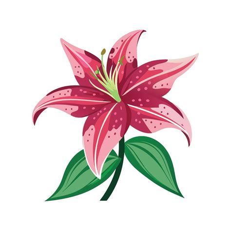 Stylish Star Gazer Lily For Artistic Uses Vector Art At Vecteezy