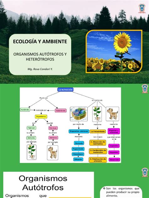 Organismos Autótrofos Y Heterótrofos Pdf Plantas Organismos
