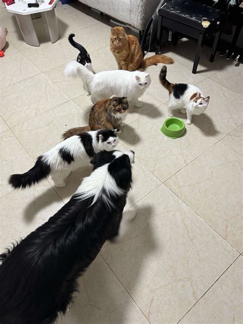 Ep 43 主播家的猫 捕蛇者说