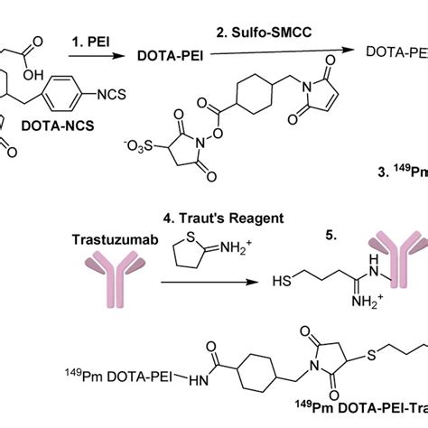 Synthesis Scheme Used To Make Pei Og Trastuzumab Og And Download