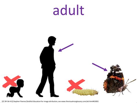 Science Visuals The Visual Non Glossary