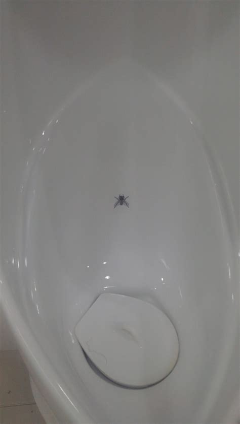 남자소변기 파리 네이버 블로그