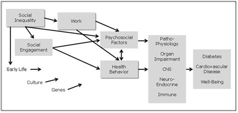 A Social Determinant Conceptual Model Download Scientific Diagram