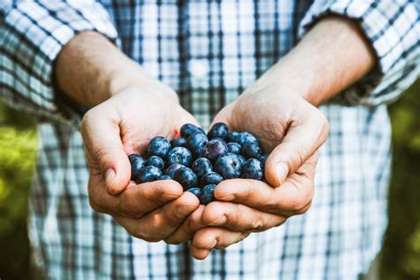 ANTHOCYANIN - News Trends In Food, Biotechnology, Cosmetics ...