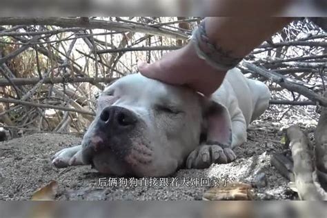 大婶捡回只枯瘦如柴的狗，喂养半个多月还那么瘦，儿子一看乐坏了大婶儿子
