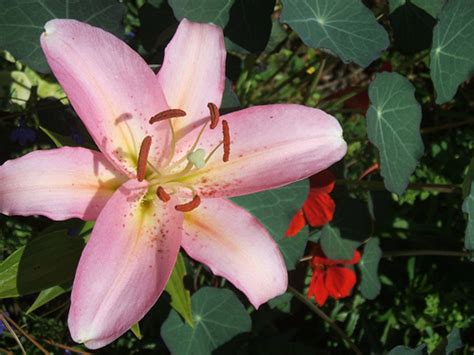 Different Species Of Lily Flowers With Pictures And Tattoos Hubpages
