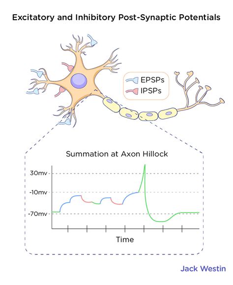 Excitatory And Inhibitory Nerve Fibers Summation Frequency Of Firing Nerve Cell Mcat Content
