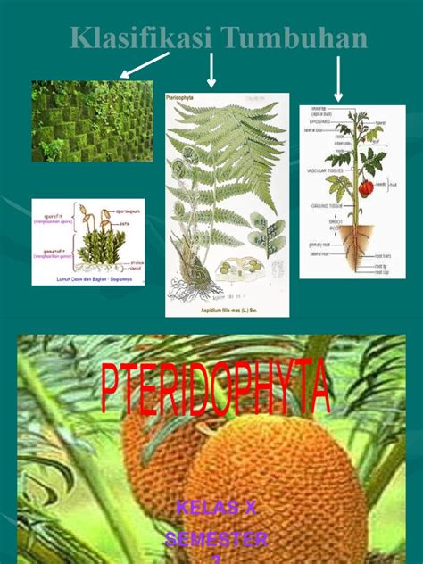 Pteridophyta Pdf
