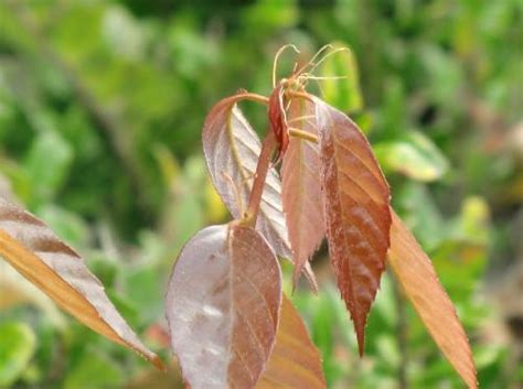 はなQ アラカシ ブナ科 コナラ属 草花や樹木の図鑑