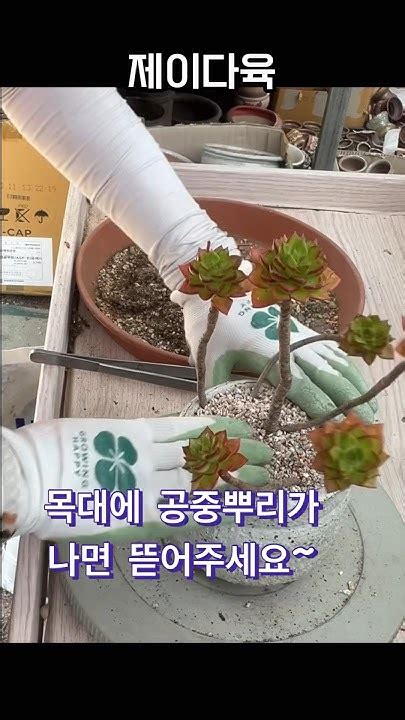 레티지아 Useful Tips Succulents 多肉植物 다육식물 Youtube